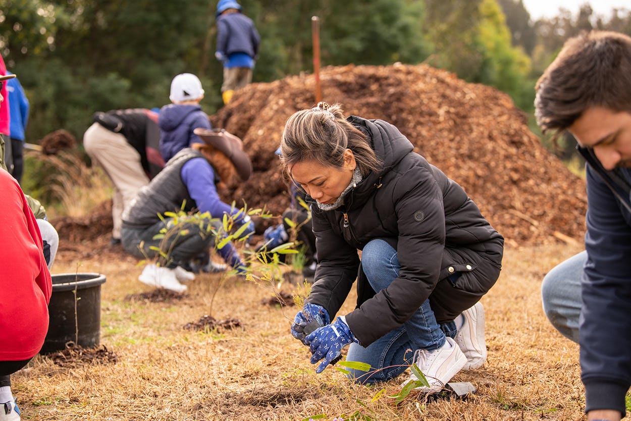 Everyday Enviro with Elise: taking action to support biodiversity