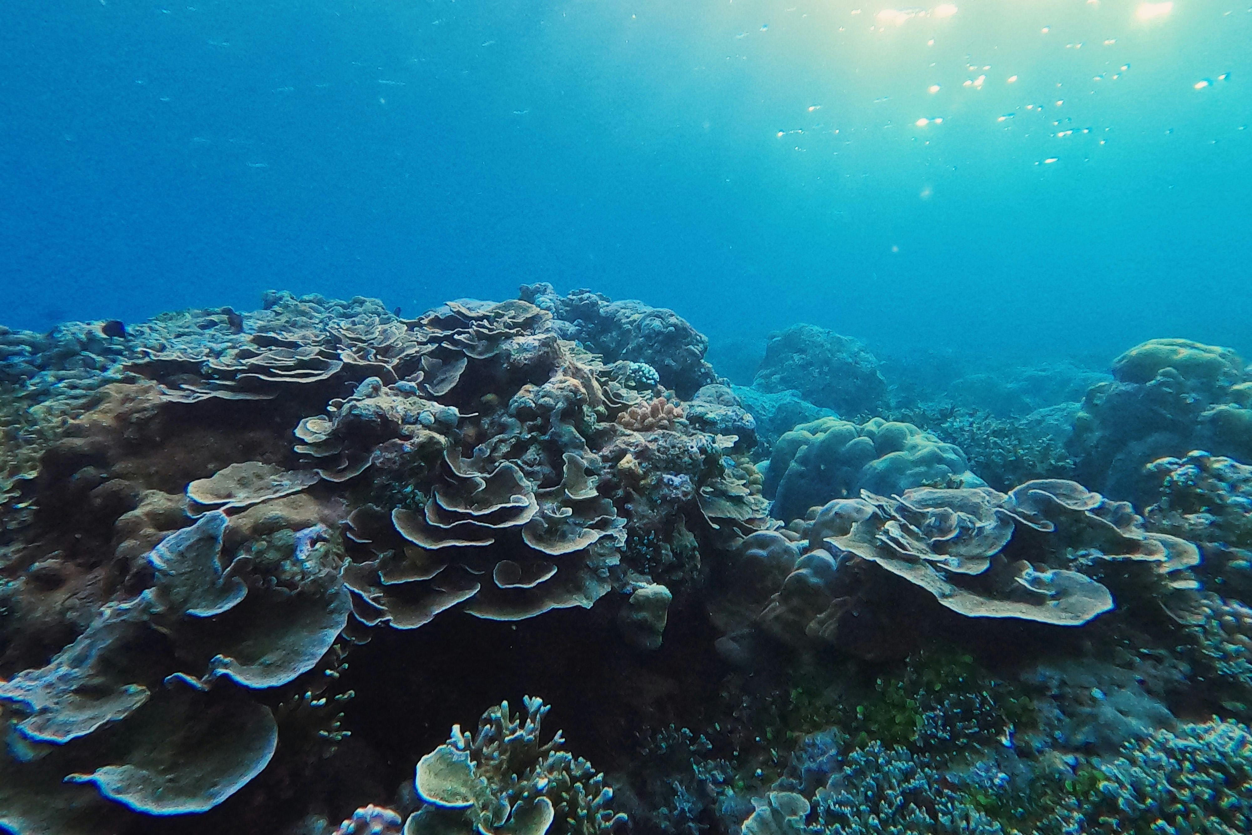 Huge, healthy coral reef discovered off the coast of Tahiti