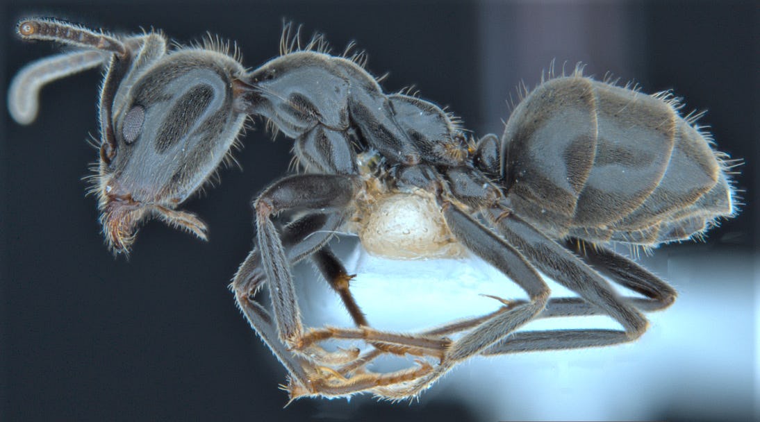 Babysitter ants and the leggiest creature named amongst 139 new species