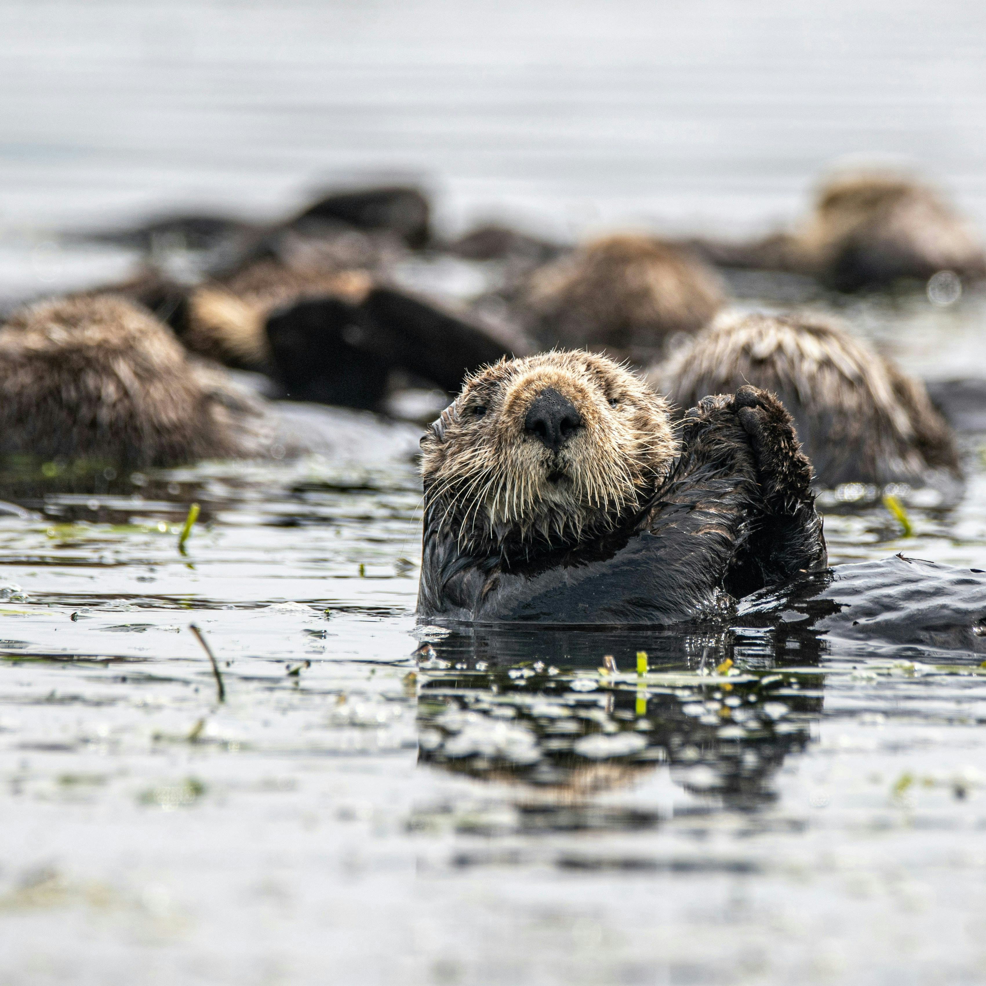 How sea otters are speeding up kelp forest recovery