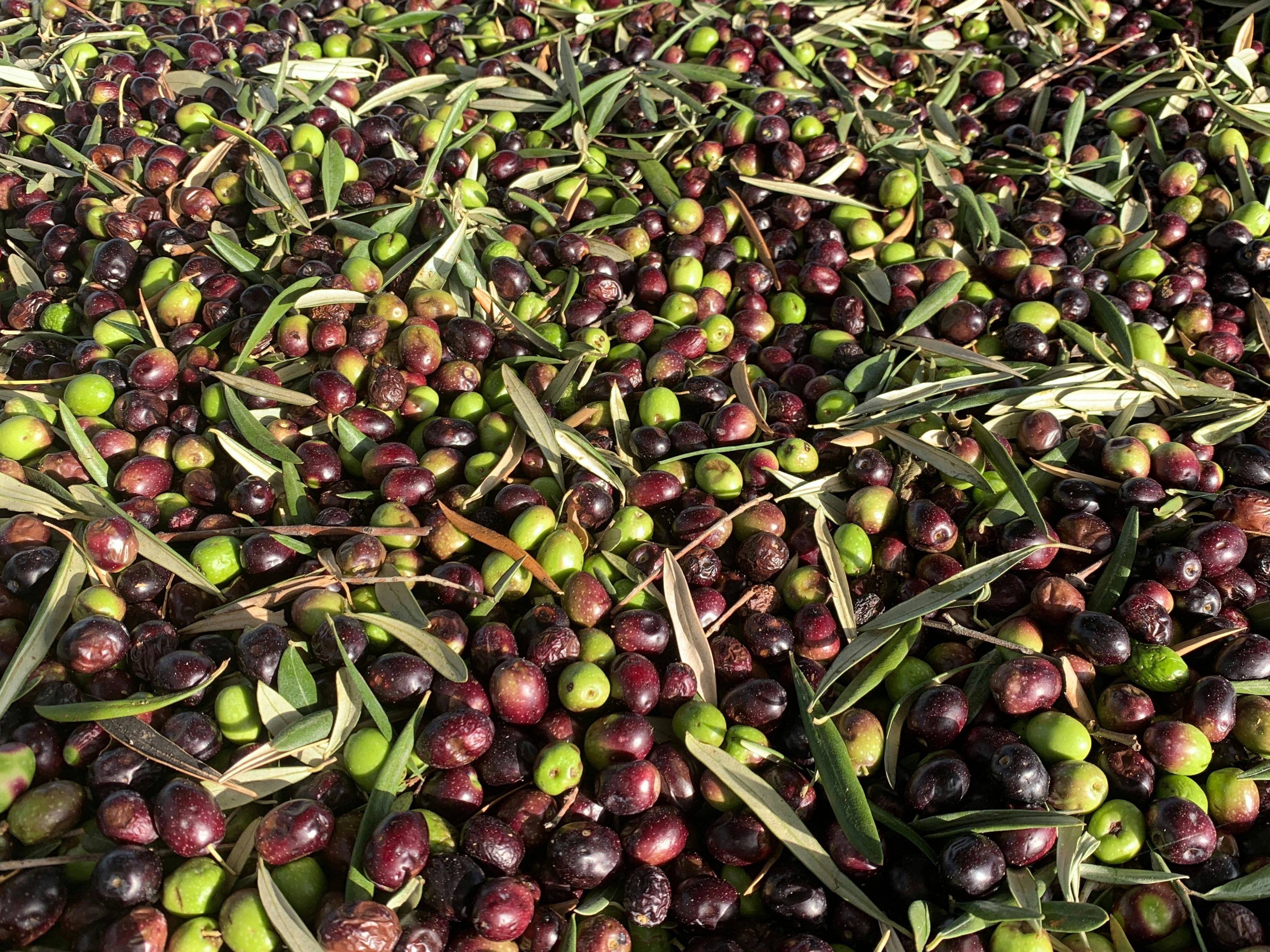 Swiss project shows potential of olive waste as a natural additive in ...