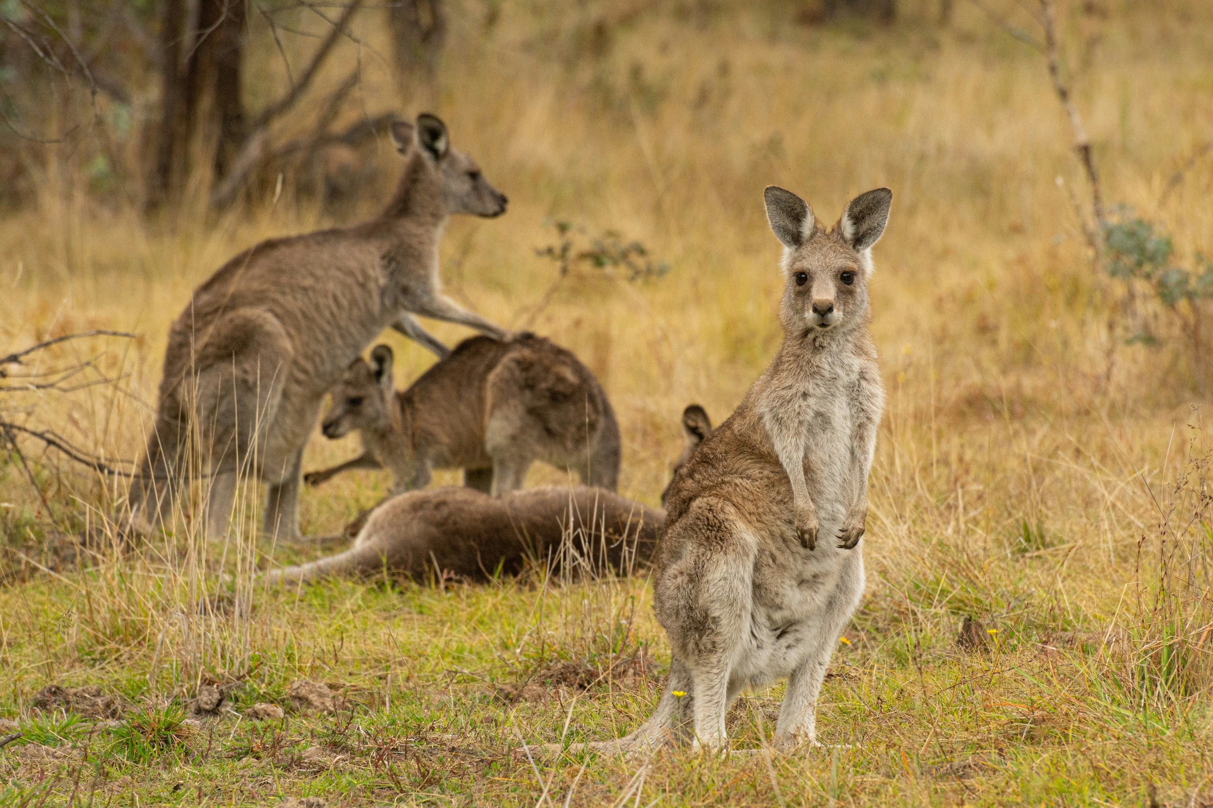 New evidence suggests kangaroos are better friends than we thought