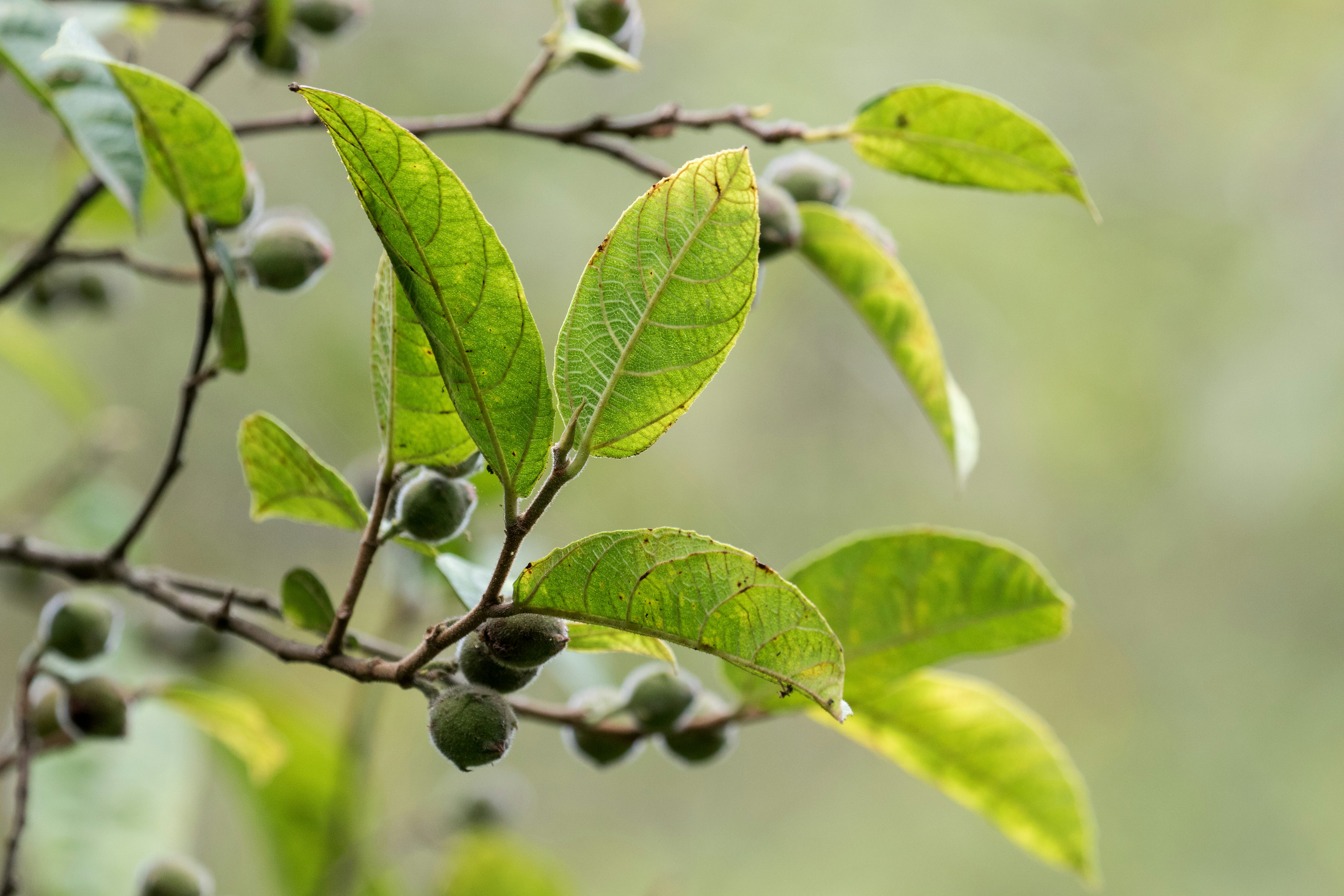 5 edible native trees to grow in Sydney