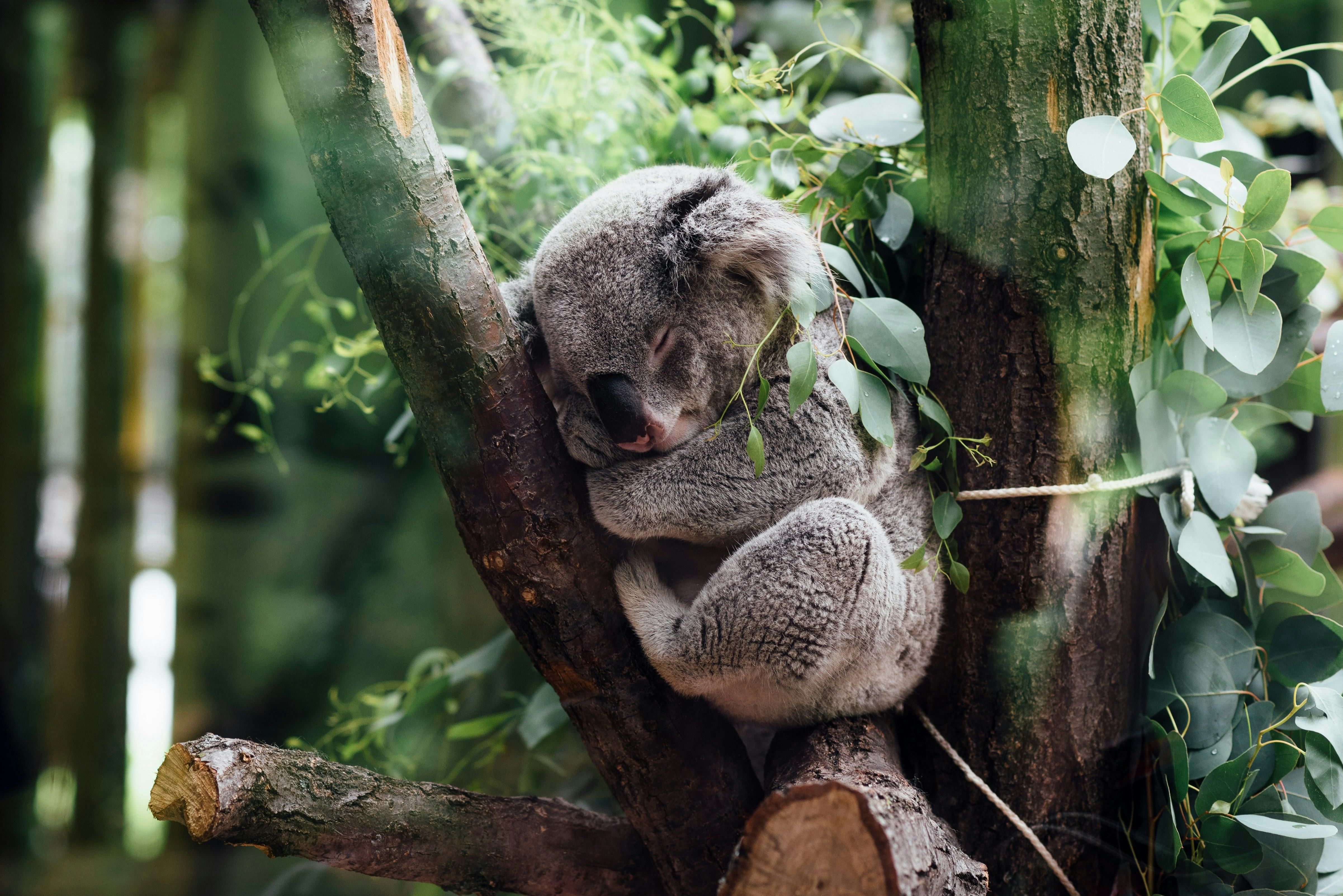 New National Park to save NSW koalas