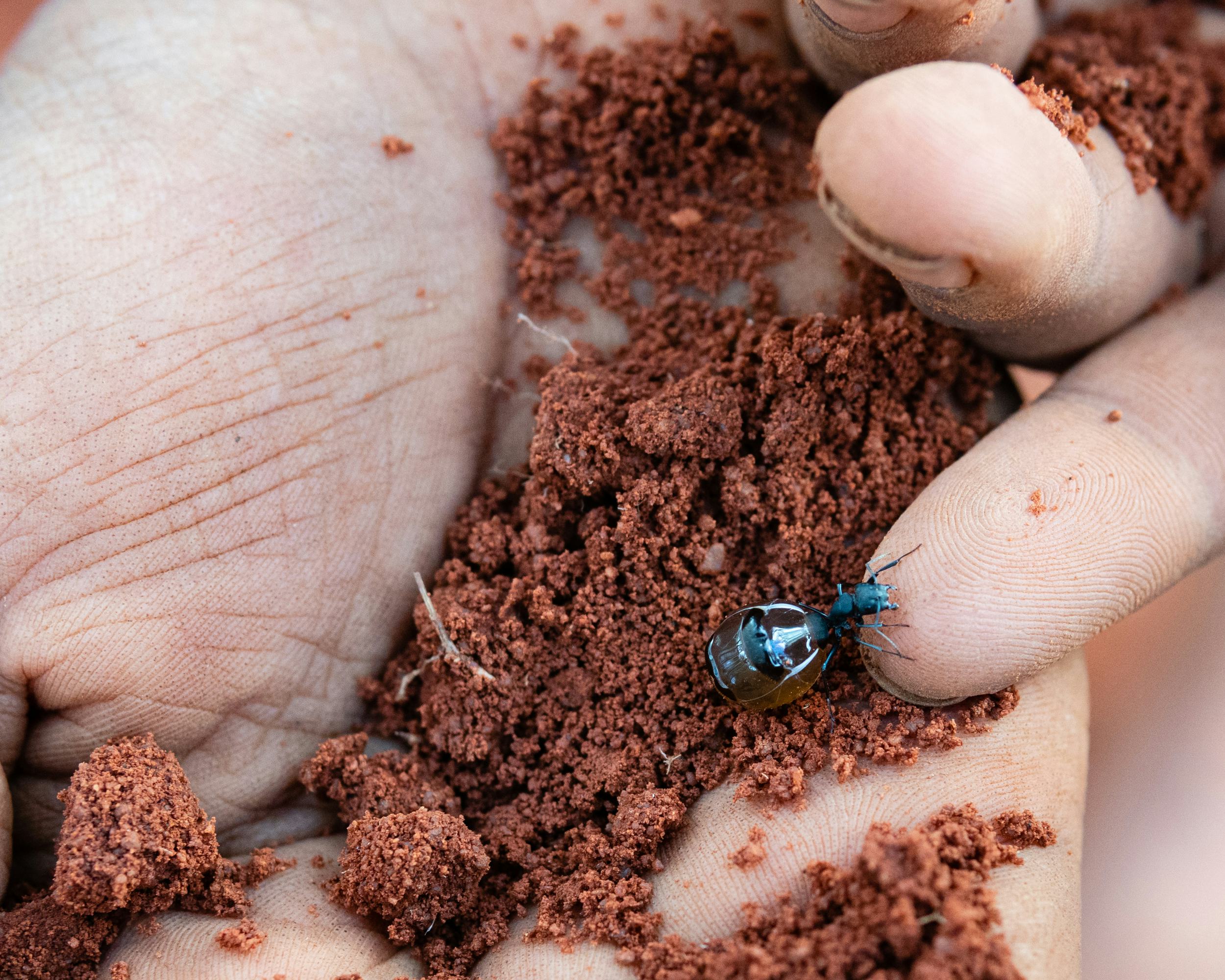 Sharing knowledge on Martu Country