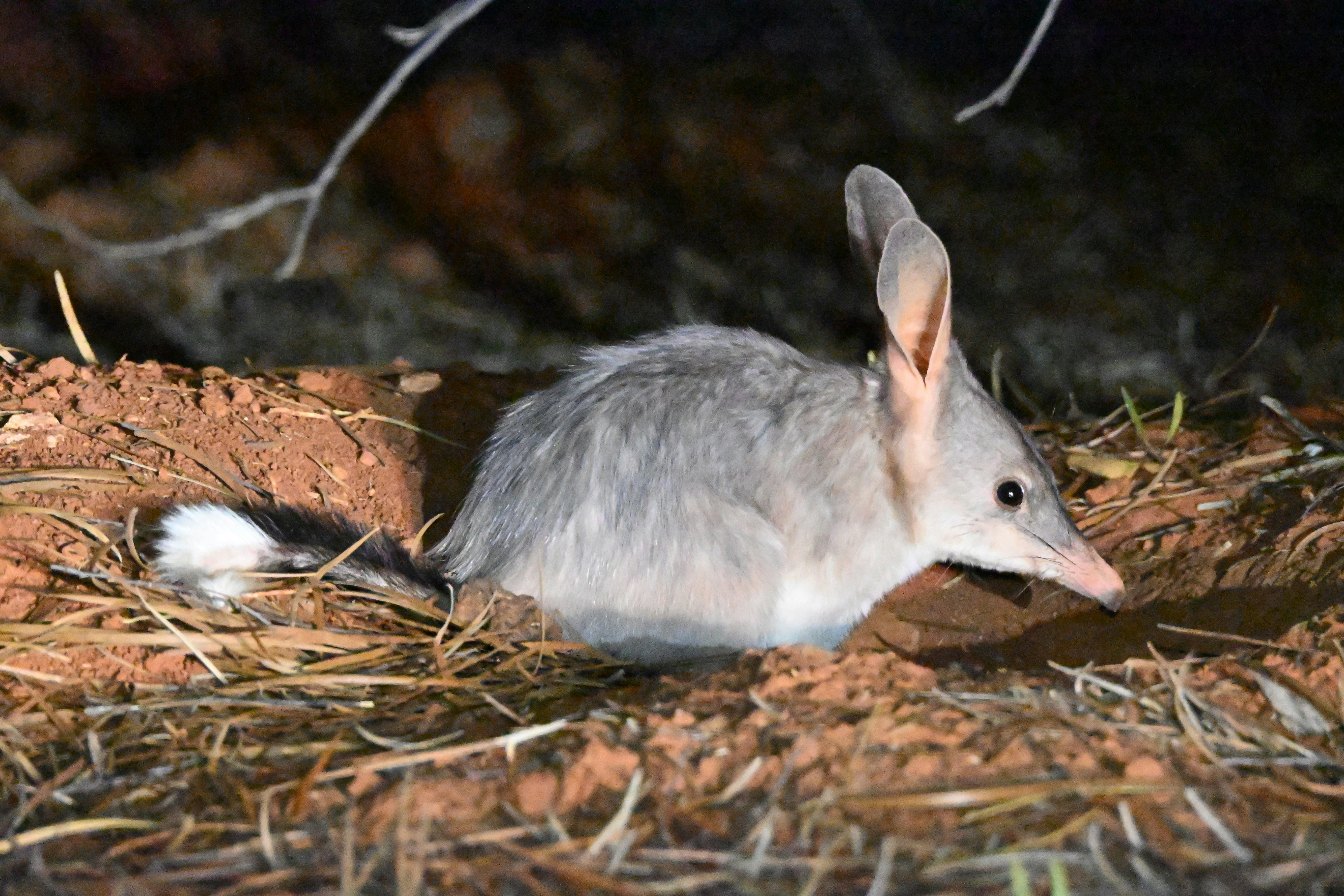 Easter bilbies are thriving in record numbers