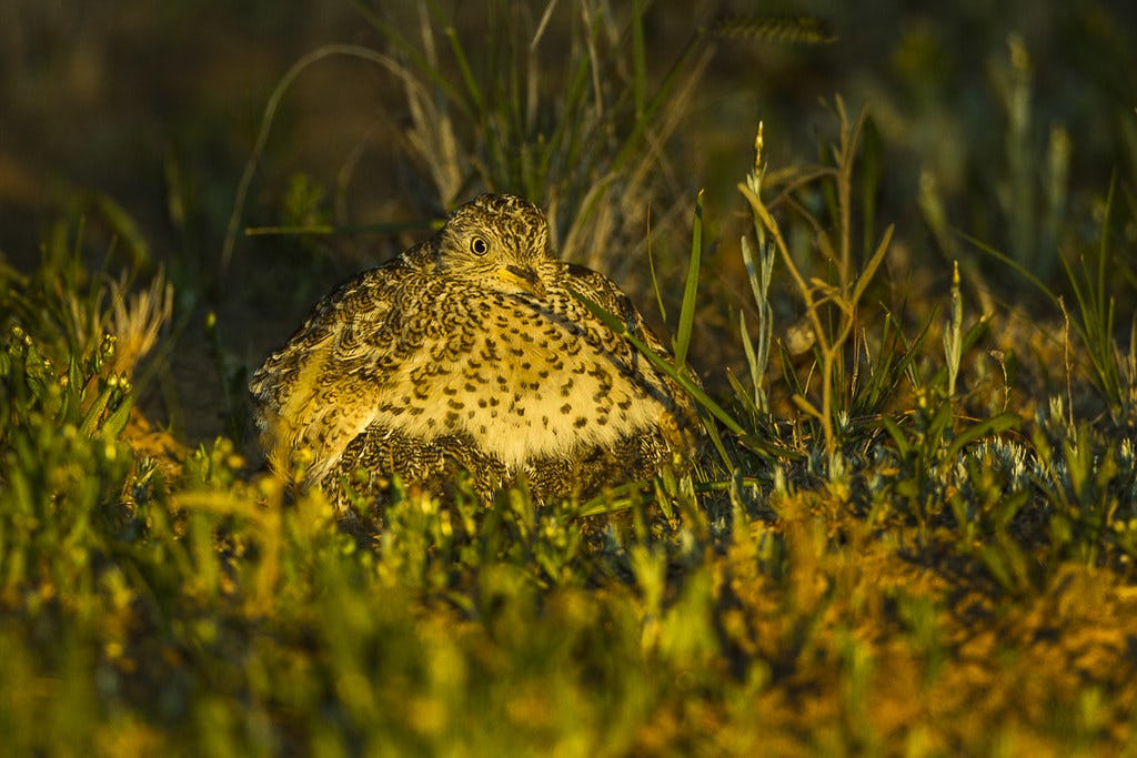 Farmers gift 13,000 hectares of habitat to critically endangered plains ...