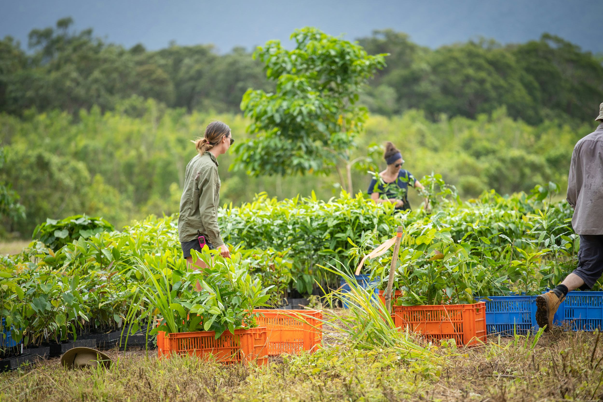 Top tips for a successful application to Planet Ark's Seedling Bank