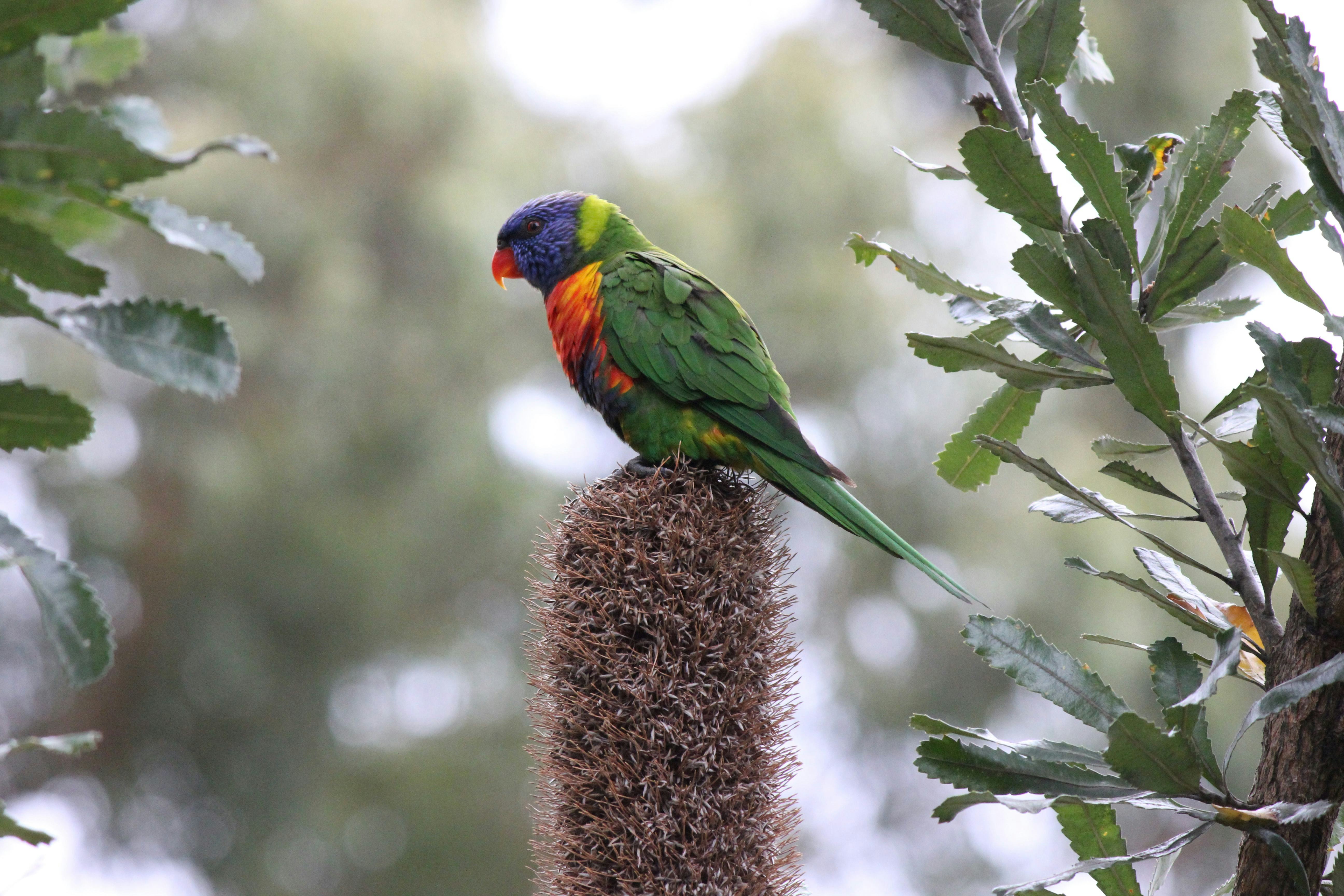 Earth is home to 50 billion birds, new study finds