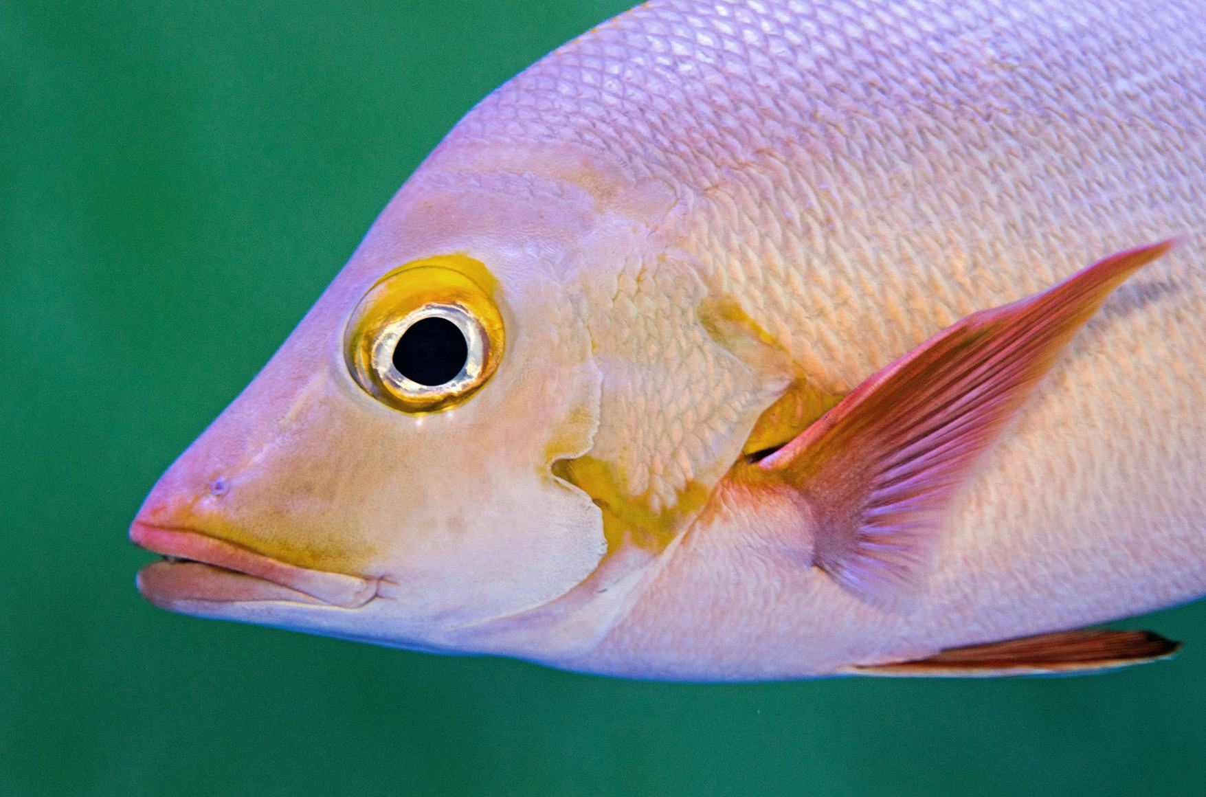 Restoring seagrass in South Australia to grow snapper numbers