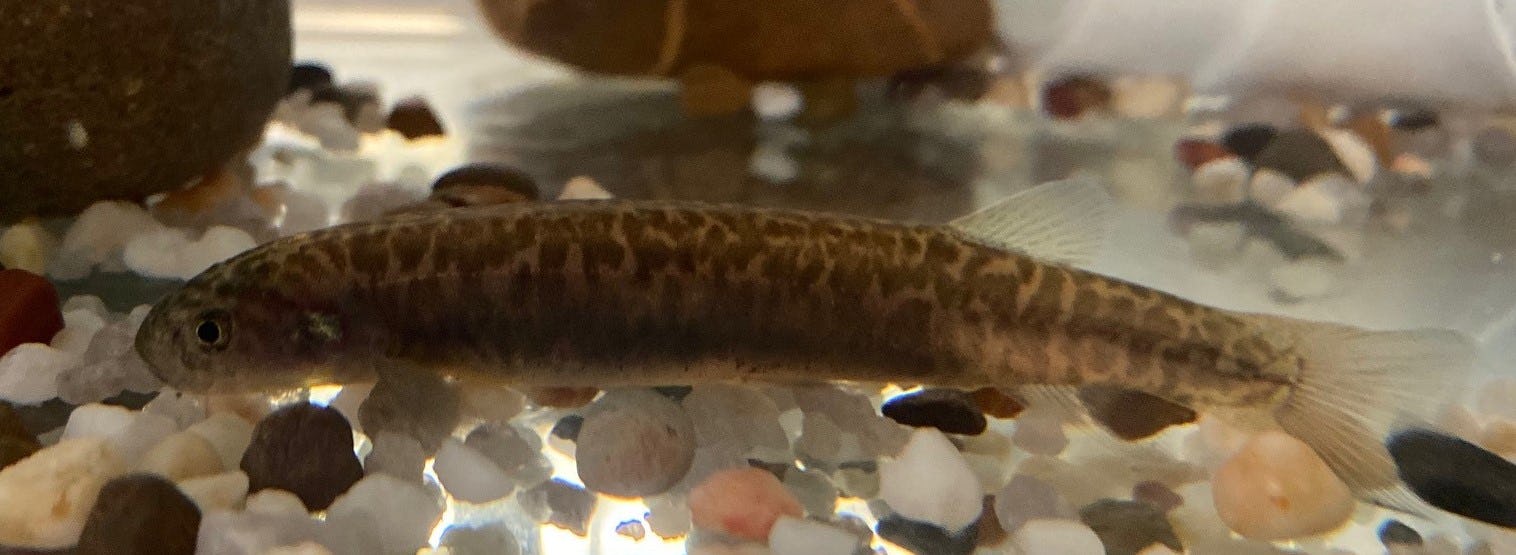 Critically endangered Snowy Mountains fish bred in captivity