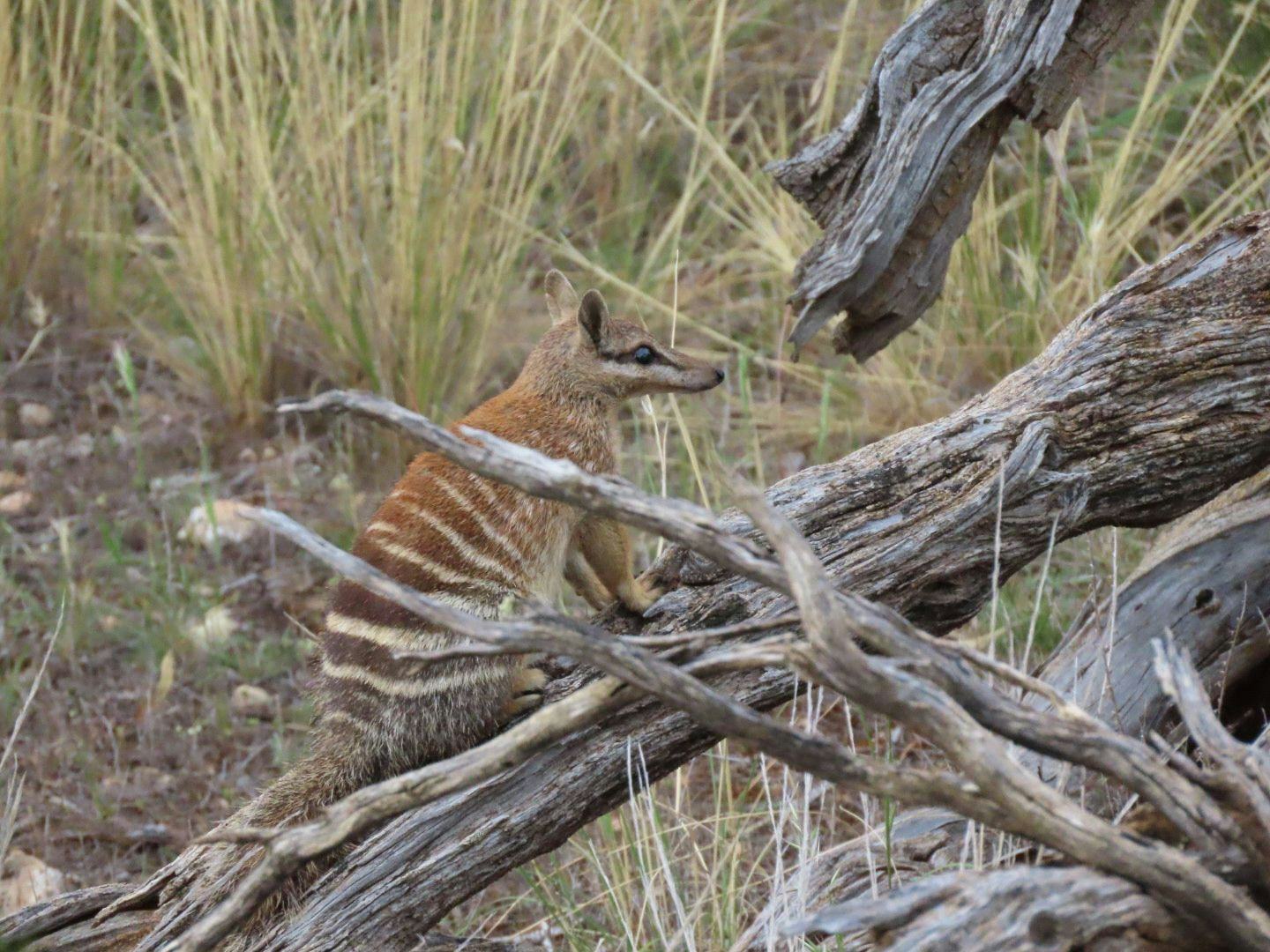 Endangered numbat populations in Australia are making a comeback post ...