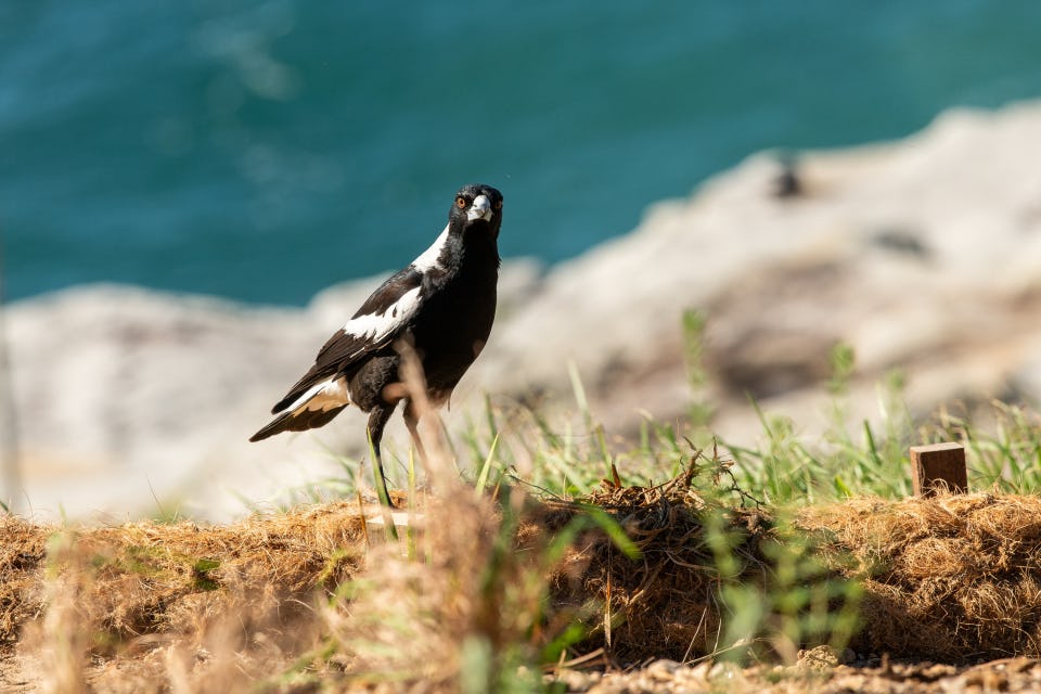 Students plant a garden for their beloved Maggie the Magpie