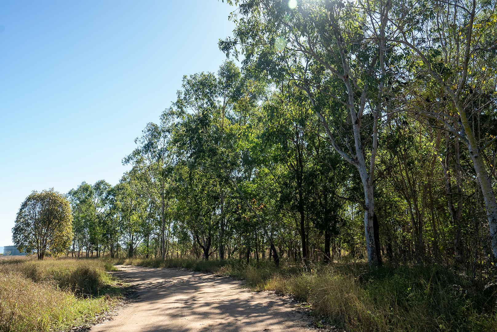 Research finds young trees naturally adapt to drier conditions