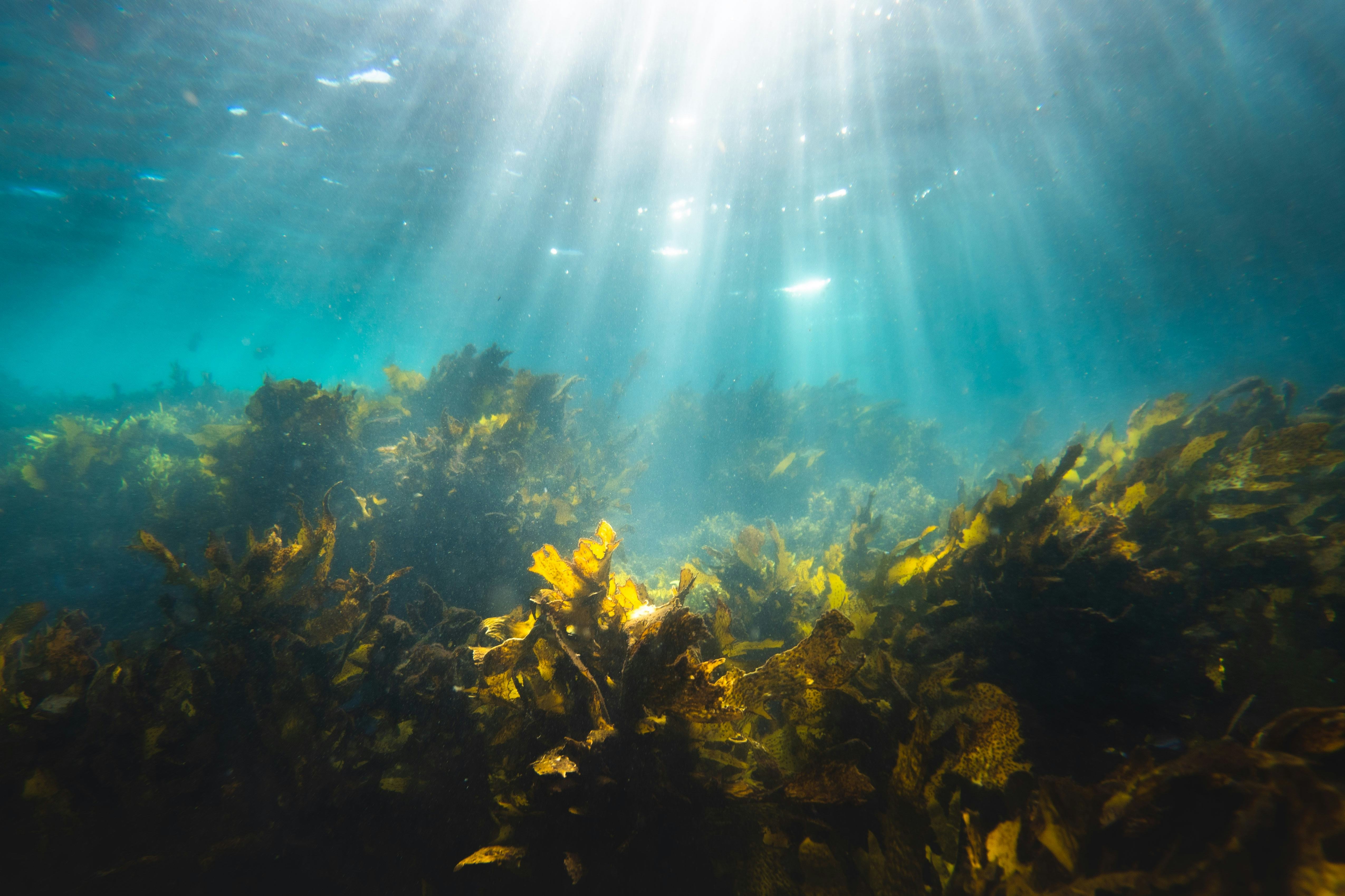 Planting underwater forests on the Sunshine Coast