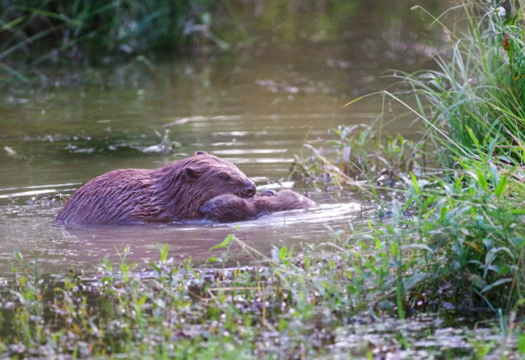 First baby beavers born in urban London after 400 years