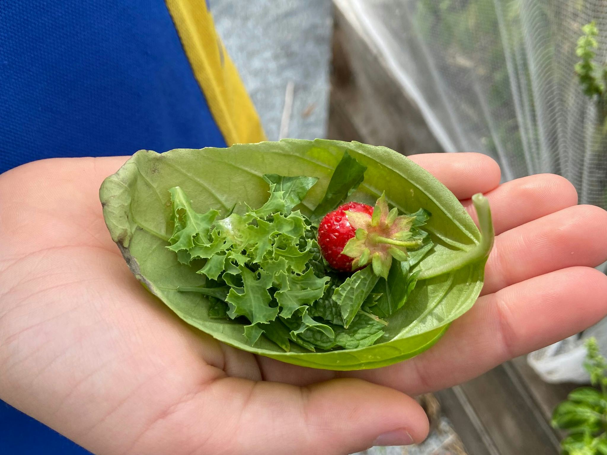 Harvest-2.jpg?q=50&auto=compress&w=1