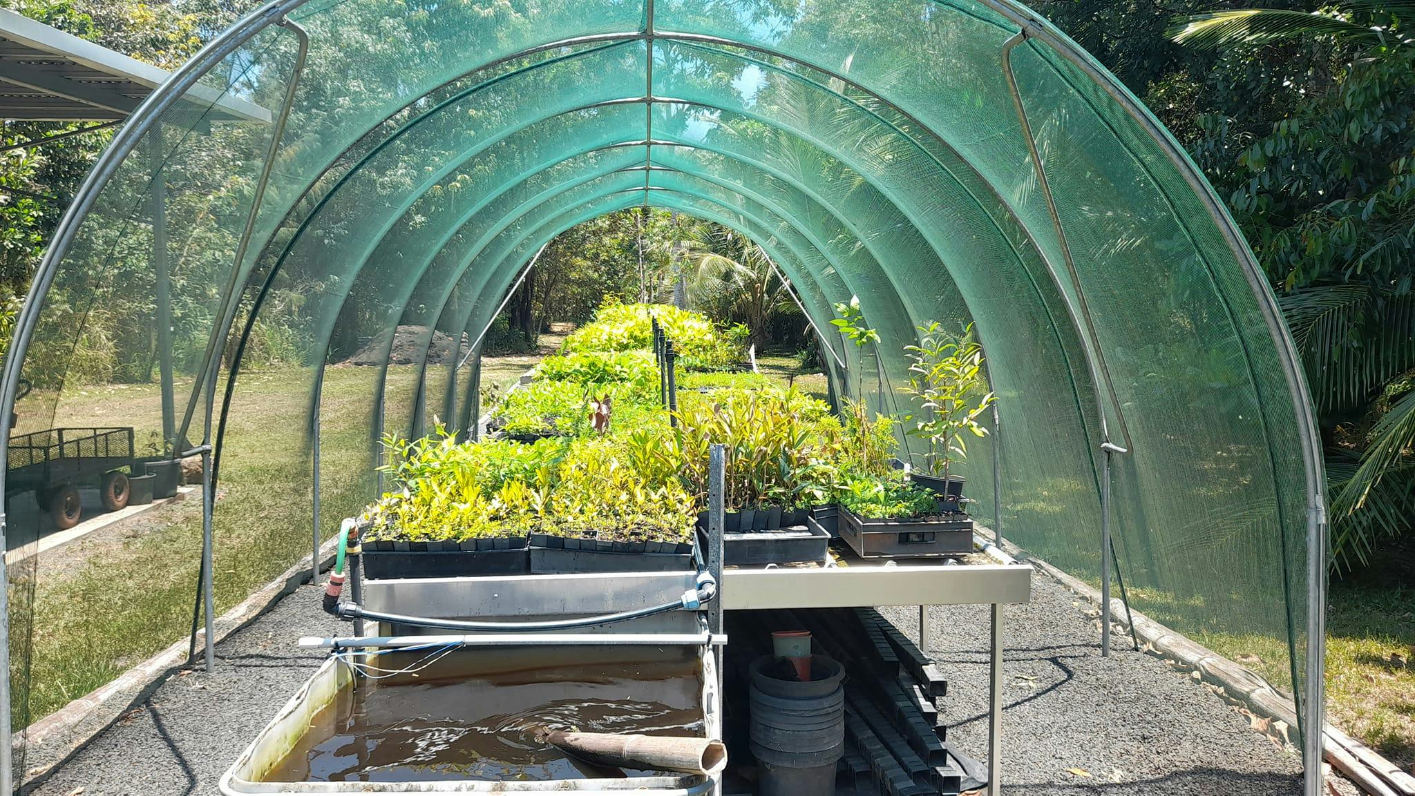 Tropical_Tree_Day_Brett_Krause.jpg?q=50&auto=compress&w=1