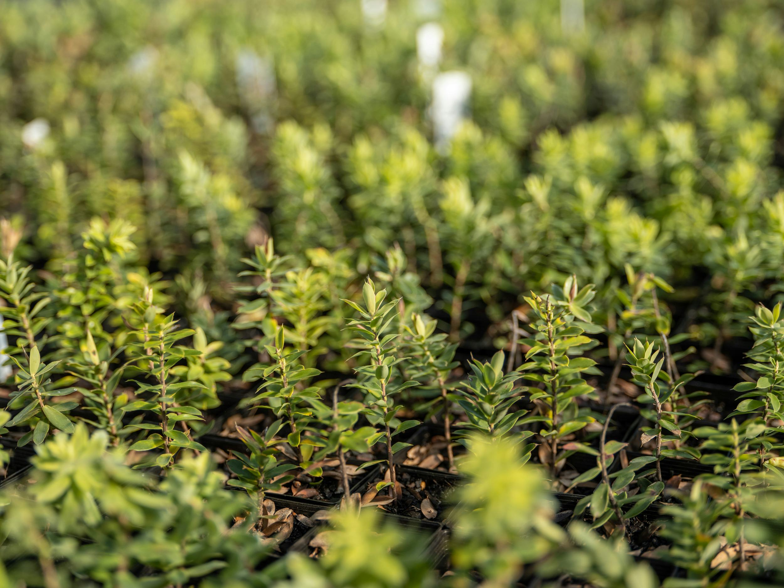 NSTD_-_LR-256.jpg?q=50&auto=compress&w=1