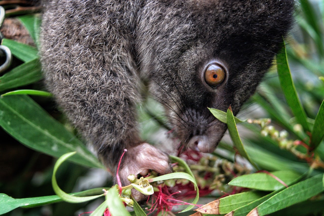2023_NTD_Protecting_Possum_Habitat.jpg?q=50&auto=compress&w=1